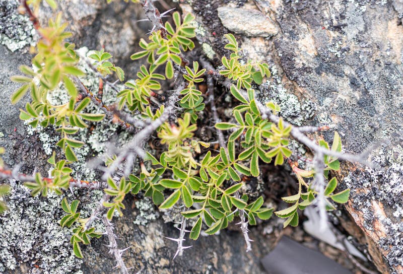 Bush Branch with Green Leaves with Rock Background Stock Image - Image ...