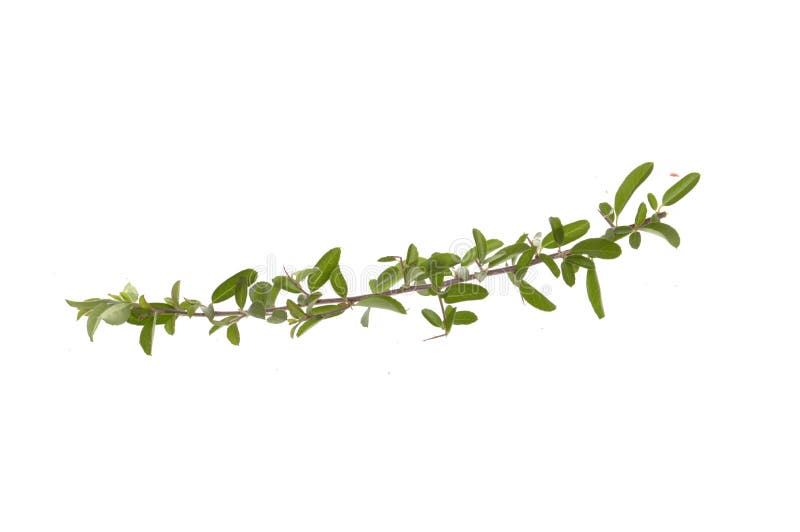 Bush Branch Isolated on White Background Stock Image - Image of bush ...