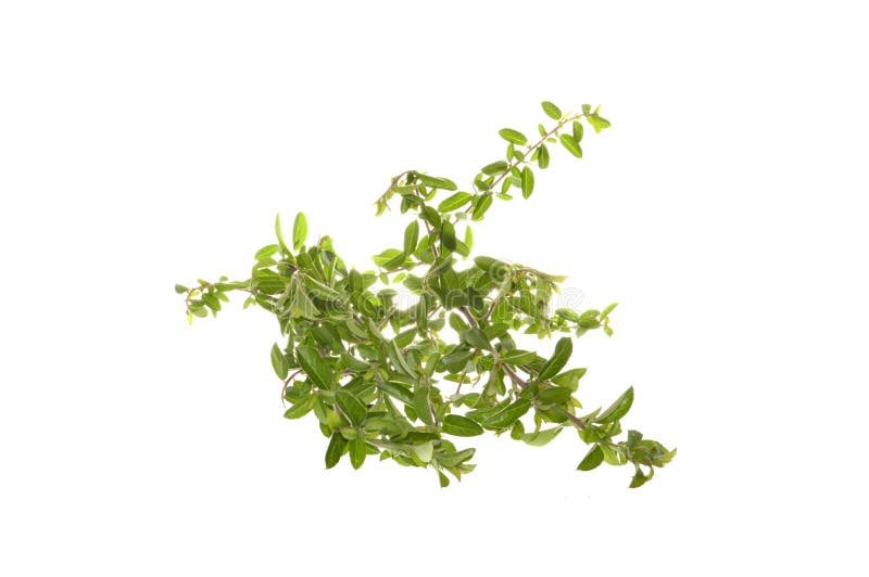 Bush Branch Isolated on White Background Stock Image - Image of branch ...