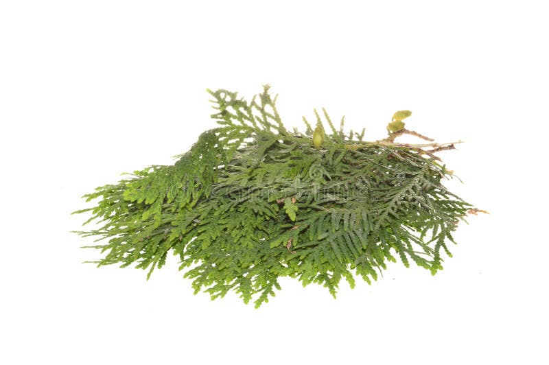 Bush Branch Isolated on White Background Stock Image - Image of white ...