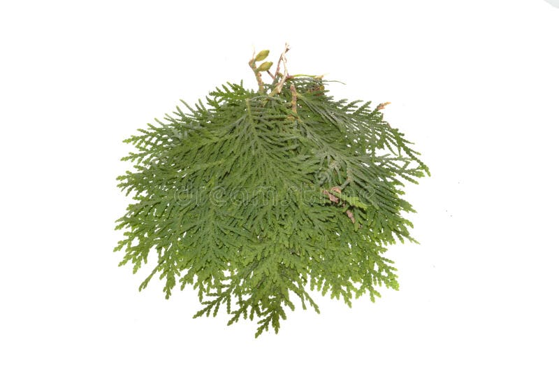 Bush Branch Isolated on White Background Stock Photo - Image of needle ...