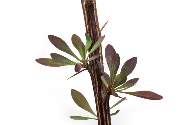 Bush Branch with Leaves and Spikes Stock Image - Image of background ...