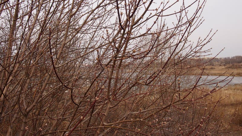 Bush branches stock image. Image of bush, gray, kidney - 69736159