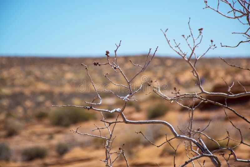Bush Branches with First Spring Leaves. Arizona Desert Landscape. Stock ...