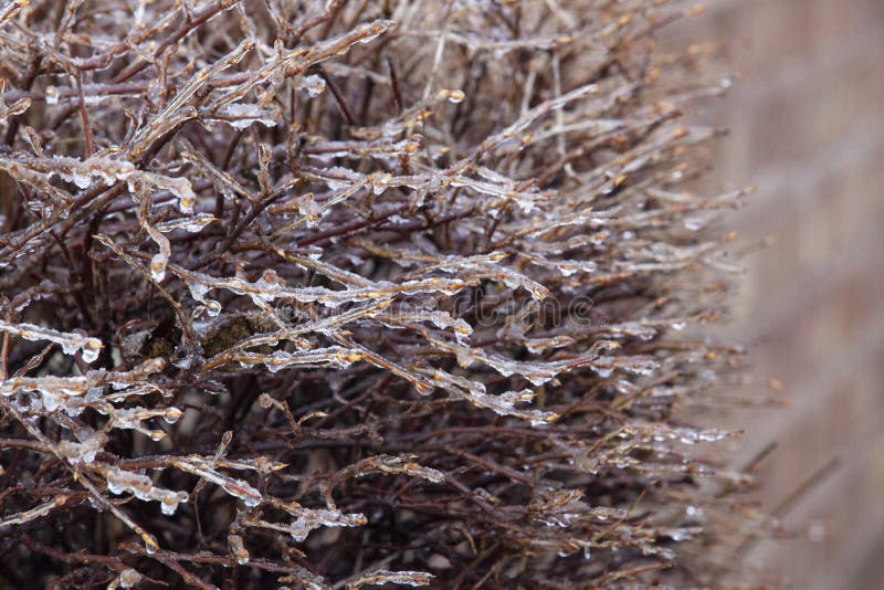Ice Covered Branches after Ice Storm Stock Image - Image of outdoors ...