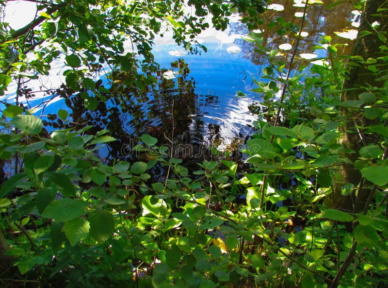 Bush Branches Hanging Over The Water Stock Image - Image of reflected ...