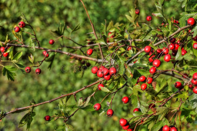 Briar Thicket Stock Photos - Free & Royalty-Free Stock Photos from ...
