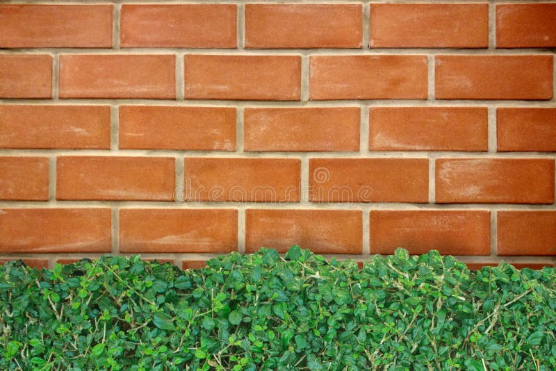 Bush and brick wall stock photo. Image of texture, tree - 65024256