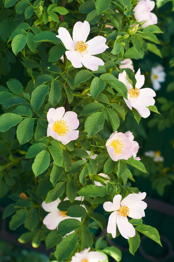 Bush of Brier in Blossom Time Stock Photo - Image of eglantine, spring ...