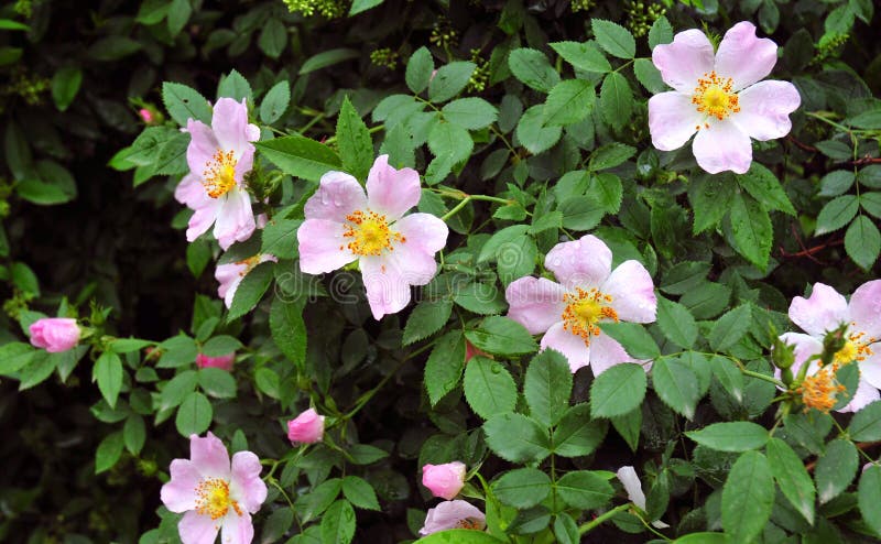 Bush of brier with colors stock image. Image of macro - 31884303