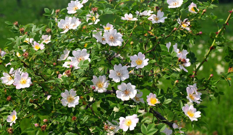 Brier stock image. Image of healthy, snow, branch, eglantine - 29759767