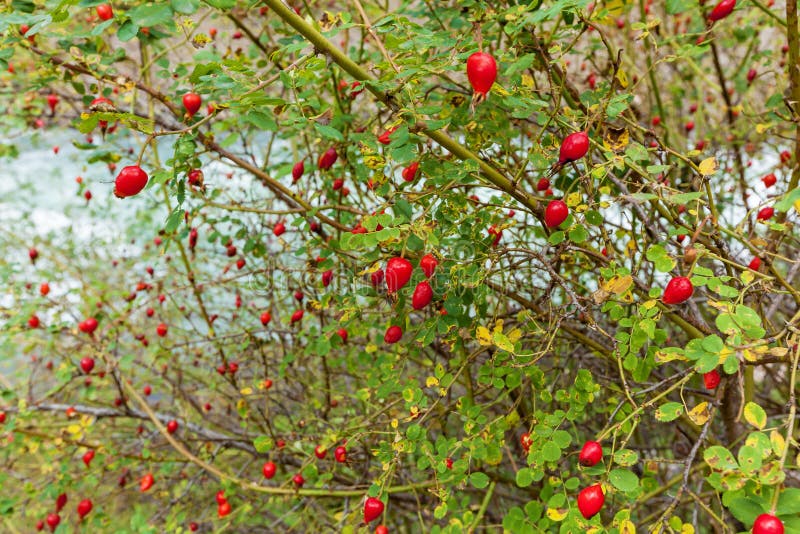 Brier shrub stock image. Image of brier, berry, rosa - 23037345