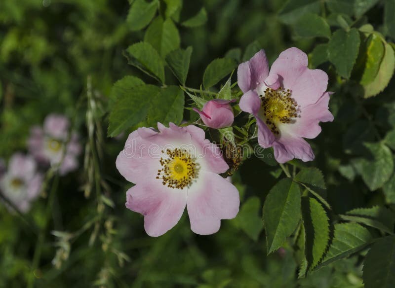 A bush of brier(wild rose) stock image. Image of flower - 42580593