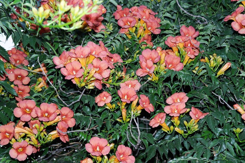 Bush with bright colors stock photo. Image of season - 128860530