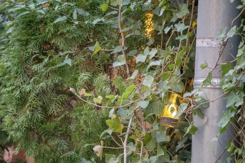 .a Bush with Bright Green Leaves Growing Against the Wall of a Building ...