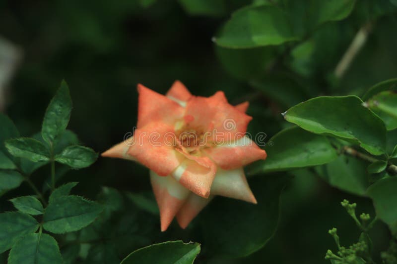 Bush of Bright Orange Roses Stock Photo - Image of blossom, head: 264305204