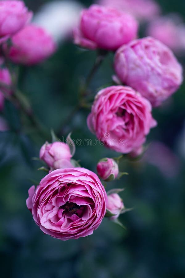 Bush Bright Pink Roses on a Dark Bluish Background Stock Image - Image ...