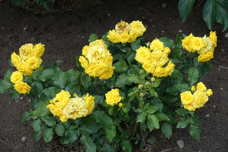 Bush of Yellow Roses in the Garden in June Stock Image - Image of ...