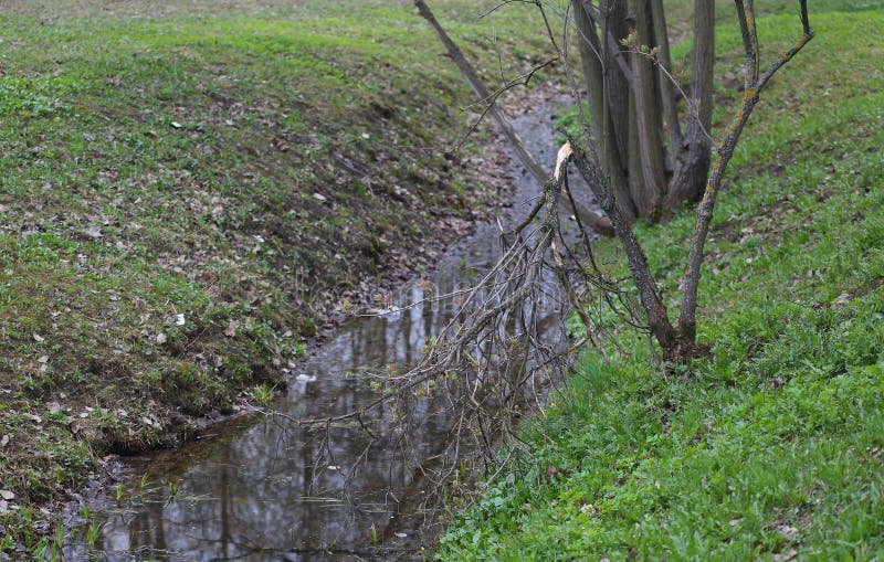 Bush with a Broken Branch Near a Drainage Ditch in a Public Park Stock ...