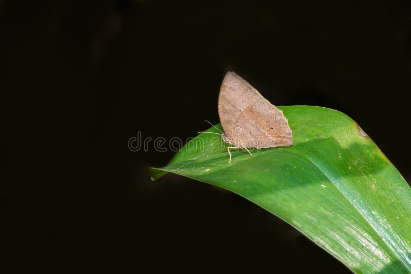 Bush Brown Butterfly stock photo. Image of color, contubrenalis - 79103018