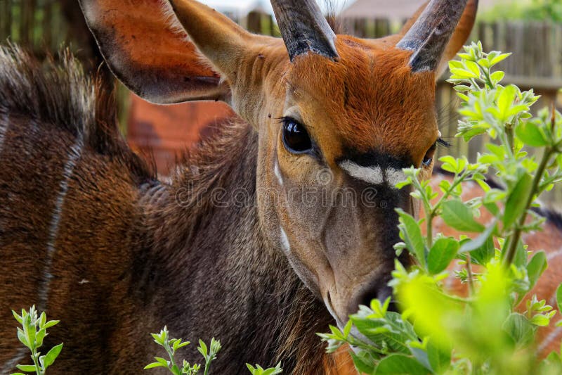 Bush Buck in the Savanna of Moremi Game Reserve in Botswana in the ...