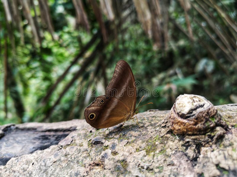 Bush Butterfly on Tree Trunk Stock Photo - Image of tree, insect: 218757062