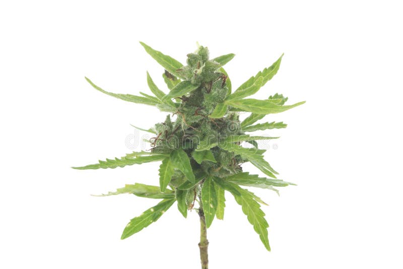 Bush of cannabis stock photo. Image of weed, green, herbal - 45292360