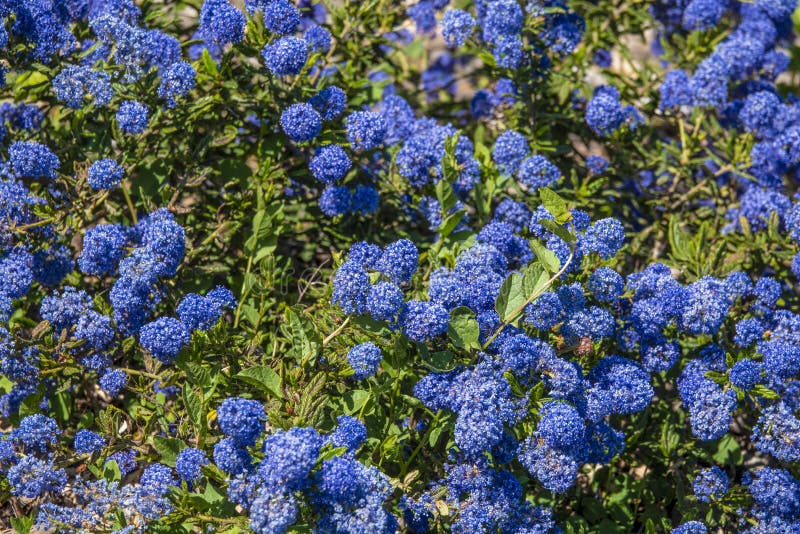 Bush of ceanothus flowers stock photo. Image of rustic - 245515248
