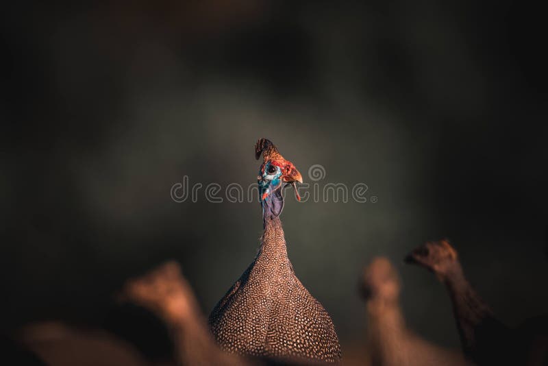 Bush chicken stock photo. Image of africa, guinea, bush - 243360764