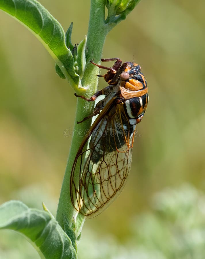 Bush Cicada on the Kansas Prairies Stock Image - Image of grassland ...