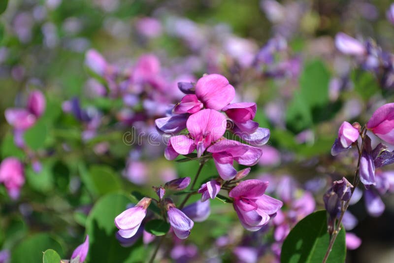 Bush Clover, Lespedeza Bicolor, Japanese Clover, Hagi Stock Photo ...