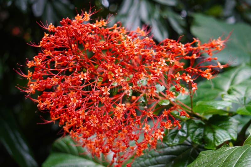 Tiny Red Flowers in a Cluster on a Bush Stock Image - Image of green ...