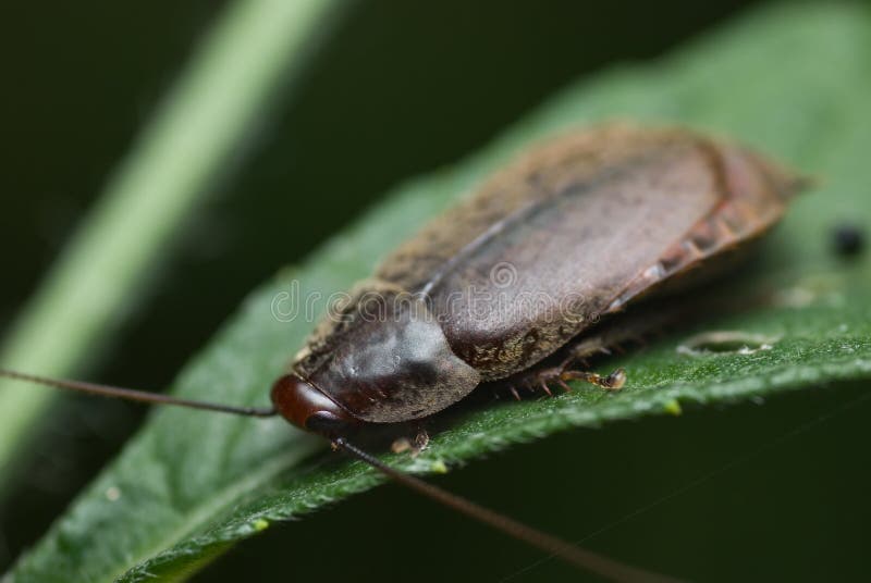 Bush Cockroach on Purple Wildflower Stock Photo - Image of wildflower ...