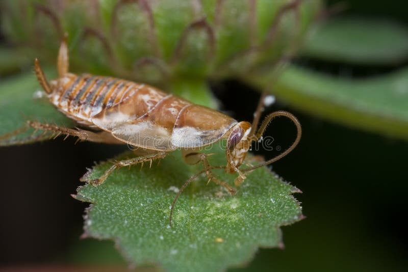 Bush Cockroach on Purple Wildflower Stock Photo - Image of wildflower ...