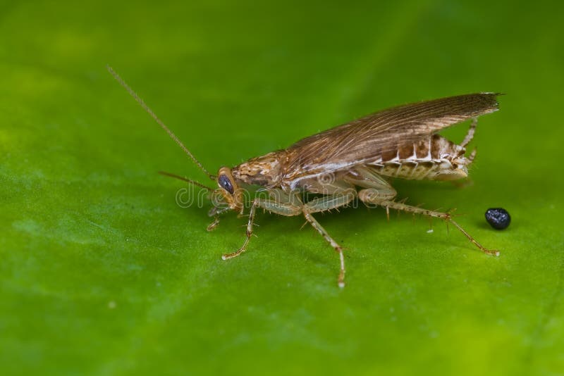 Bush cockroach stock photo. Image of brown, nature, wildlife - 9692826