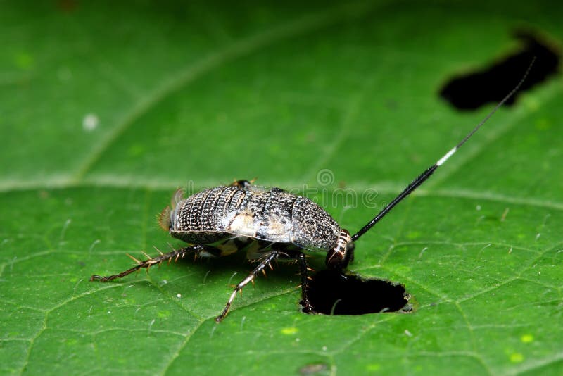 Bush Cockroach Nymph stock image. Image of legs, close - 7238375
