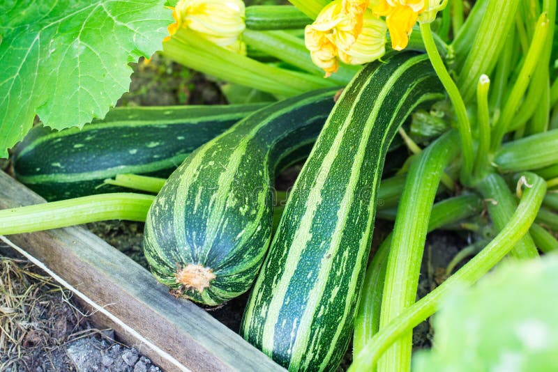 Bush with colored zucchini stock image. Image of bunch - 97974147