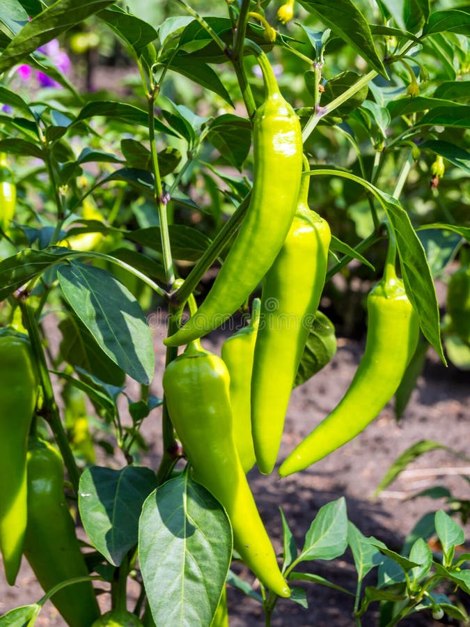 Bush Com Os Frutos Verdes Do Pimento Imagem de Stock - Imagem de ...