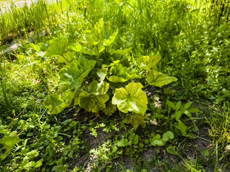 A Bush of Common Mallow on a Windy May Day. the Mallow Has Not Released ...