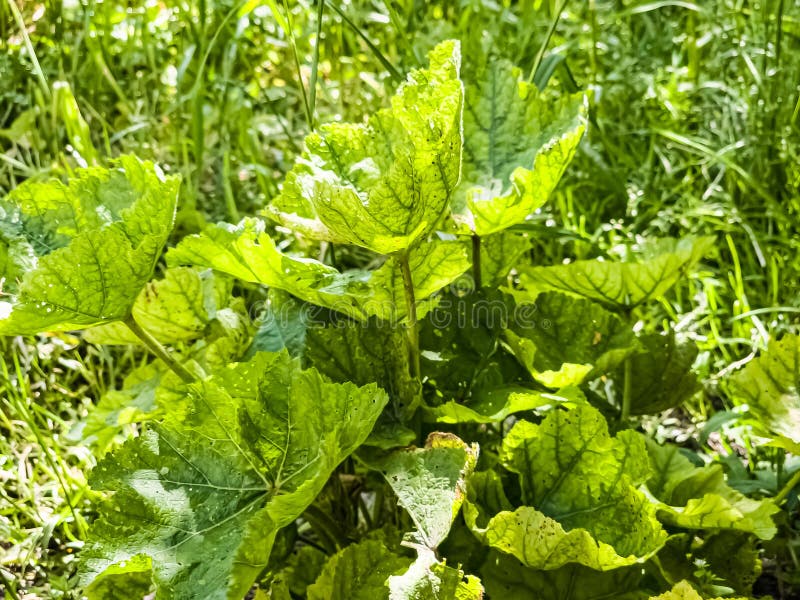 A Bush of Common Mallow on a Windy May Day. the Mallow Has Not Released ...