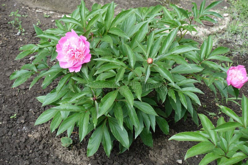 Bush of Peonies with Two Pink Flowers in May Stock Image - Image of ...