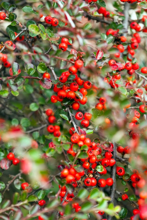 Bush of Cotoneaster with Berries Stock Image - Image of berry, leaf ...