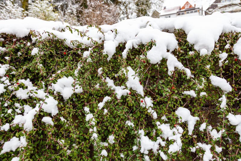 A Bush of Cotoneaster Horizontalis is Covered with Snow Stock Photo ...