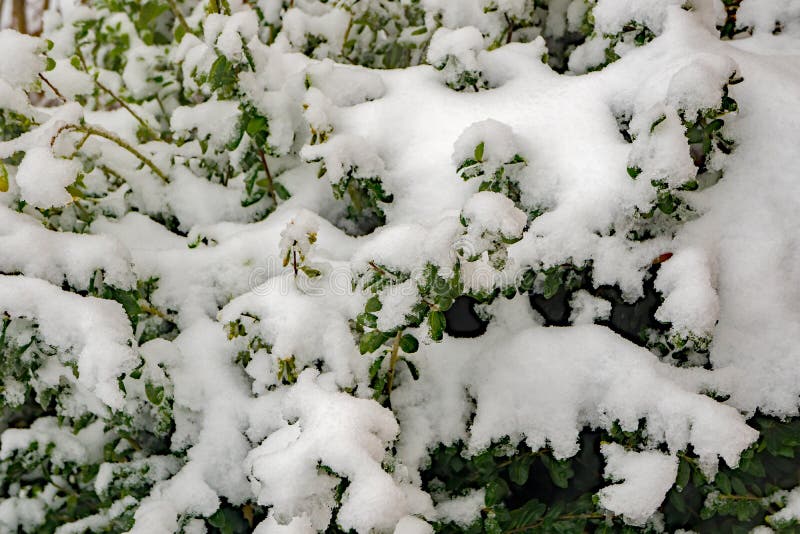 The Bush is Covered with the First Snow. Stock Image - Image of covered ...