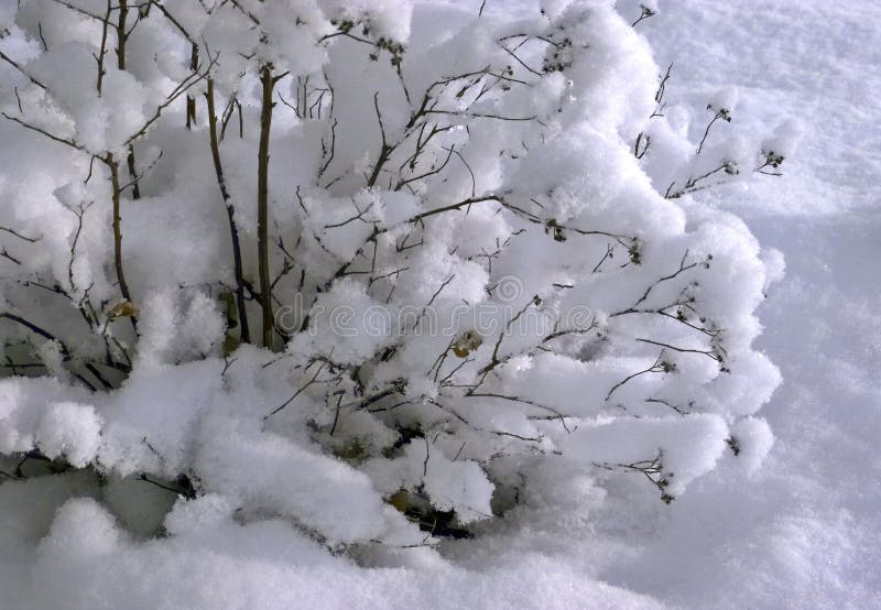 Bush covered with snow stock image. Image of frost, nature - 284485