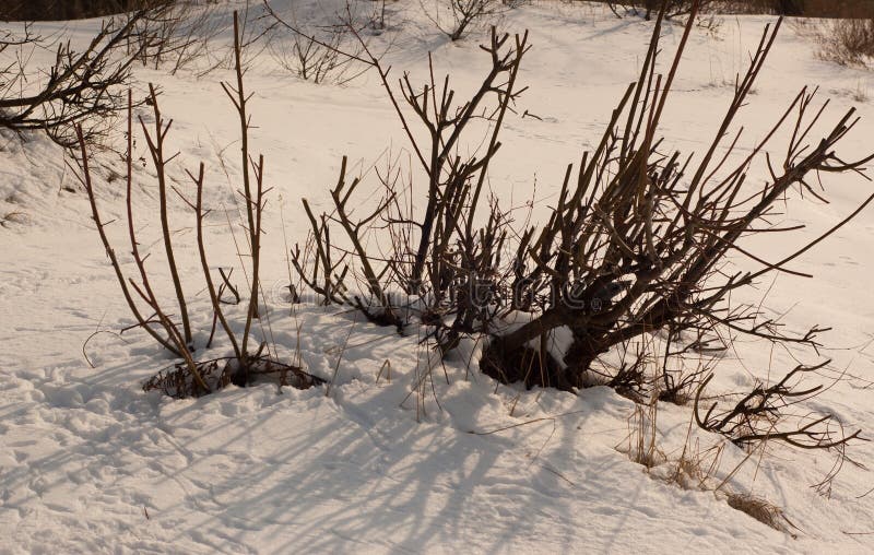 Bush stock photo. Image of winter, abstract, detail, texture - 86554502