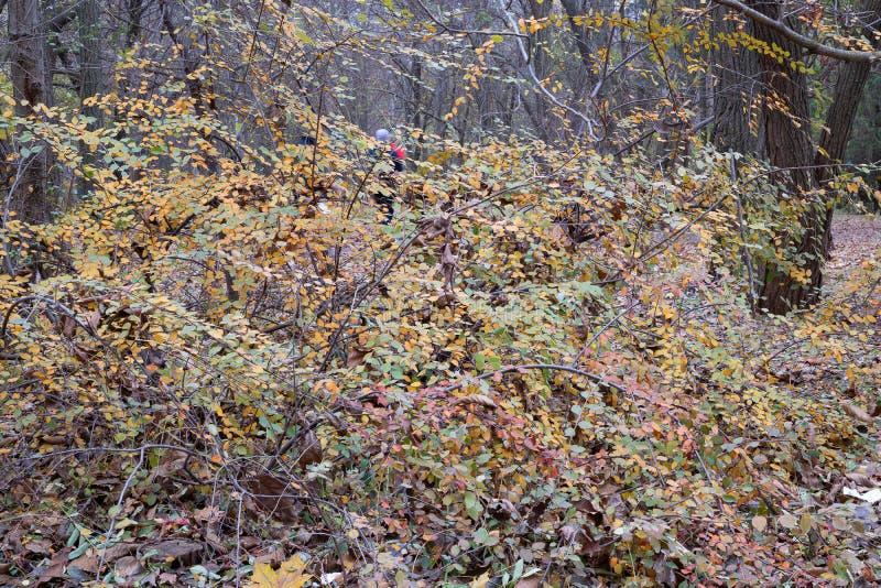 A Bush Covered with Wilting Foliage and Intertwining Branches Formed a ...