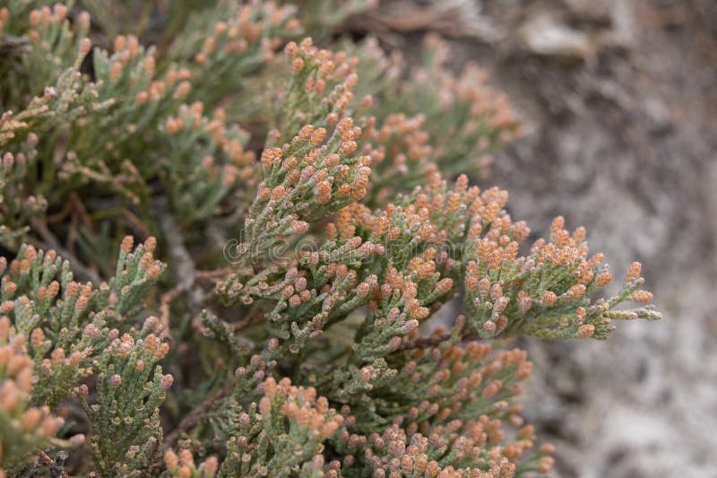 Bush of Creeping Juniper Grows in the Wild Area in Spring Stock Image ...
