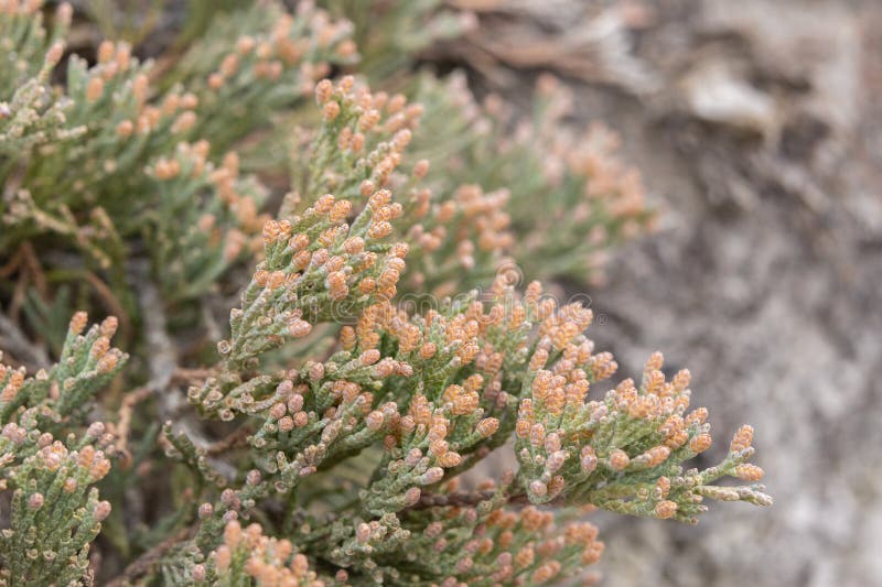 Bush of Creeping Juniper Grows in the Wild Area in Spring Stock Photo ...