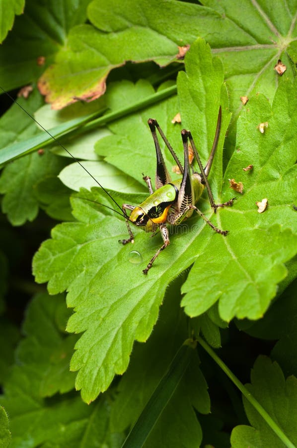 Bush-cricket stock image. Image of bush, green, grass - 19274107
